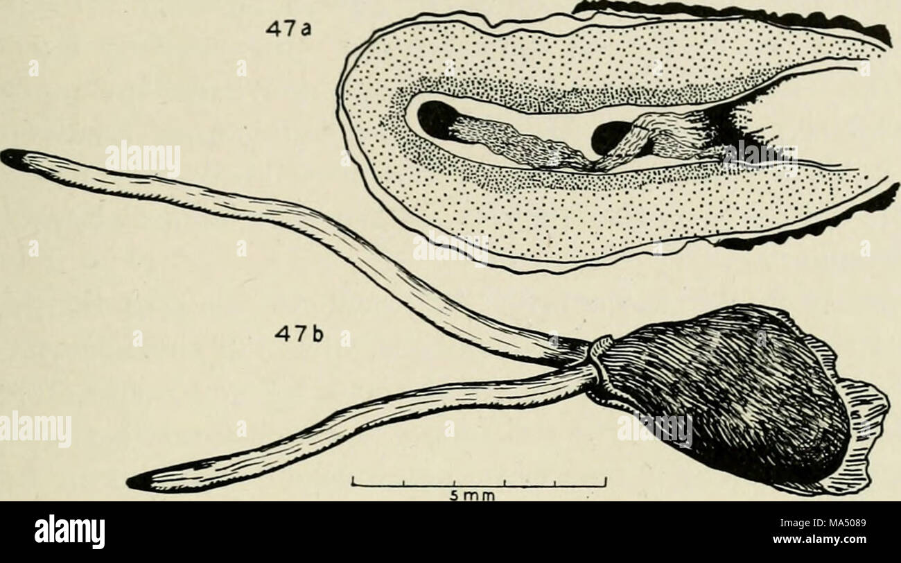 . The embryology of Larix Stock Photo - Alamy