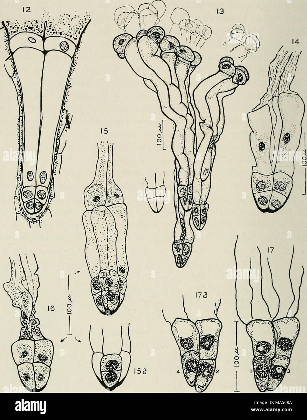 . The embryology of Larix Stock Photo - Alamy