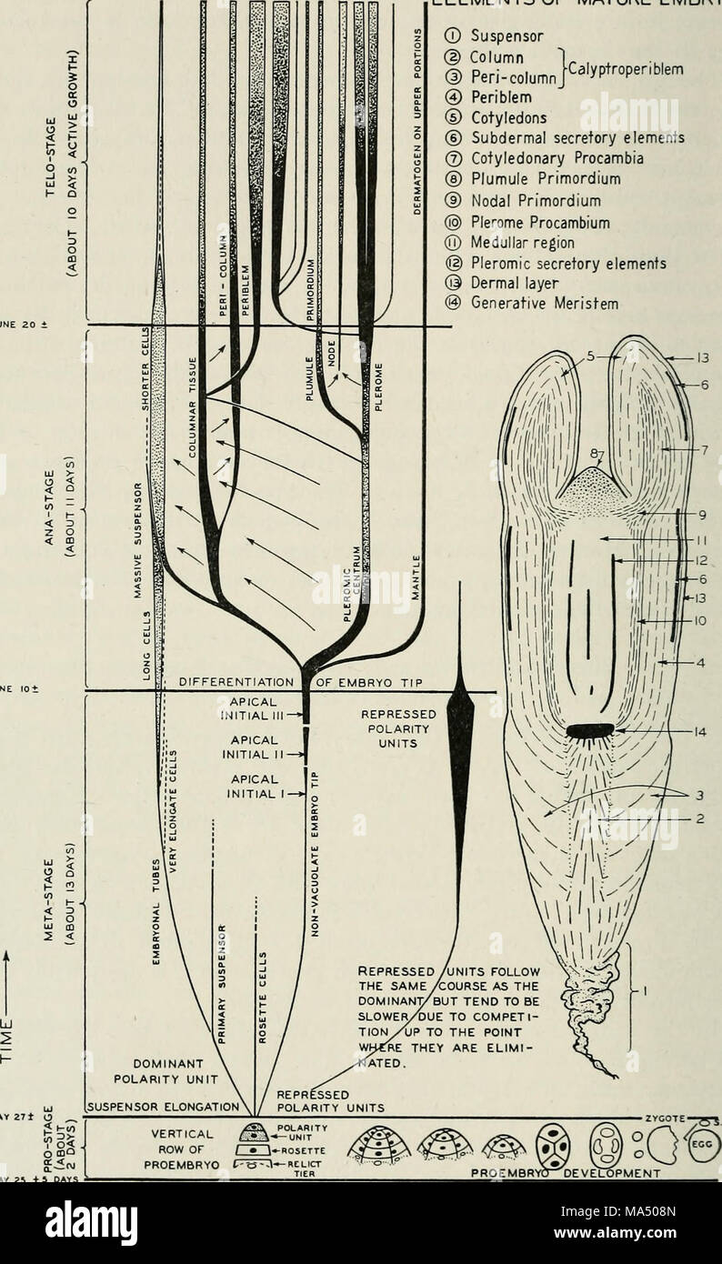 . The embryology of Larix Stock Photo - Alamy