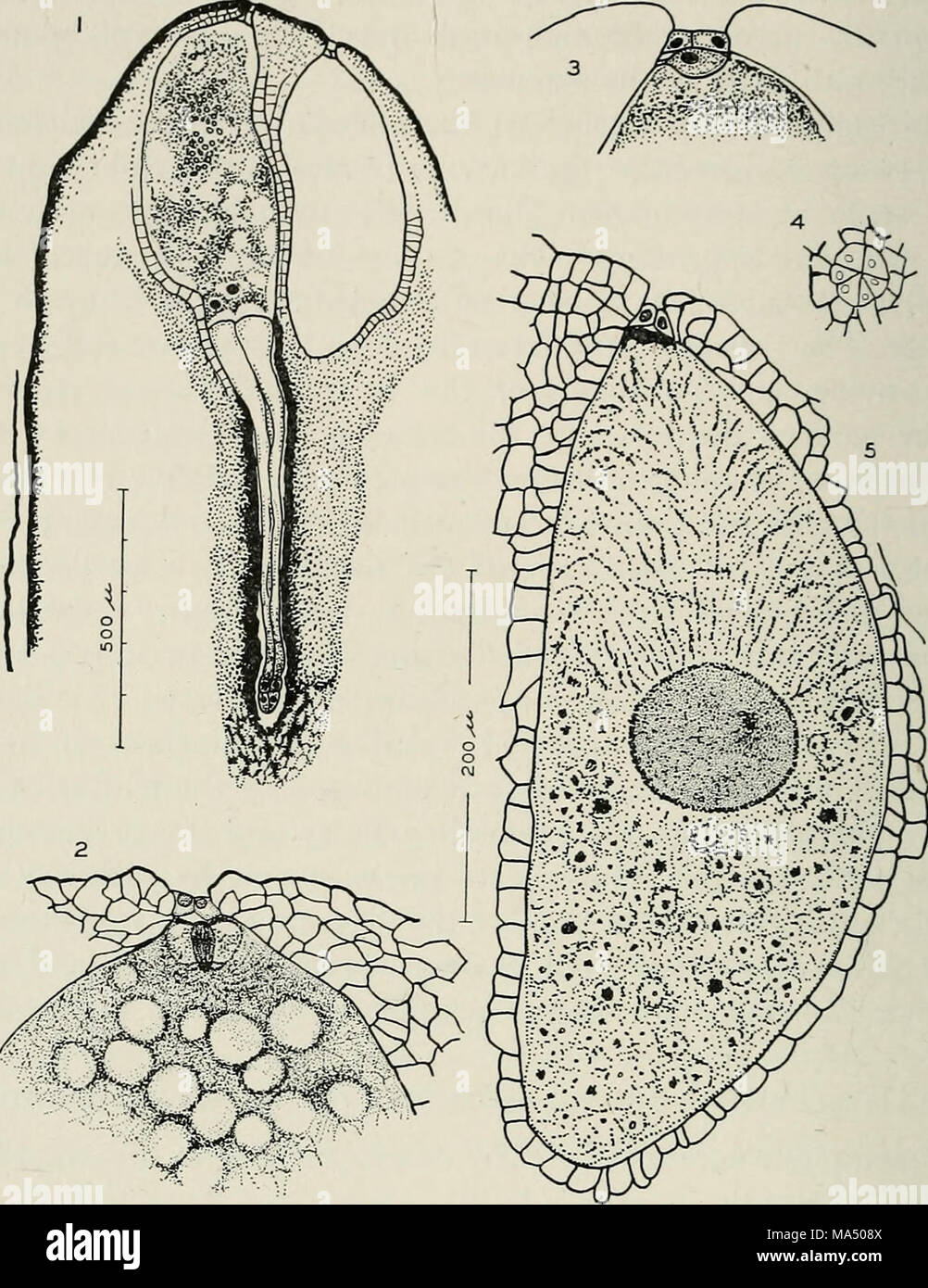 . The embryology of Larix Stock Photo - Alamy