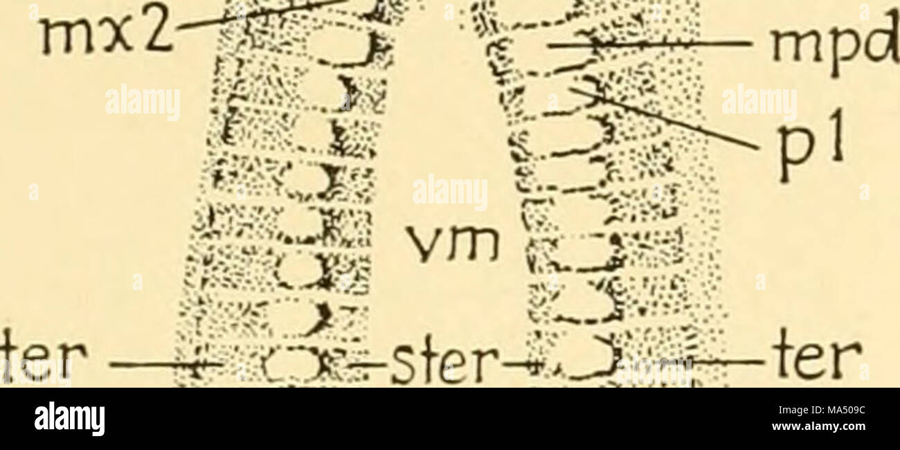 . Embryology of insects and myriapods; the developmental history of ...