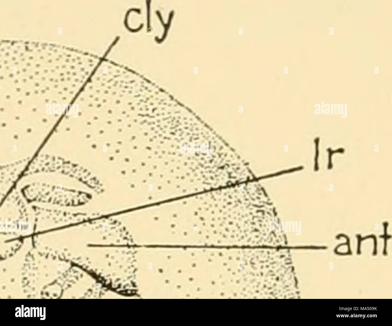 . Embryology of insects and myriapods; the developmental history of ...