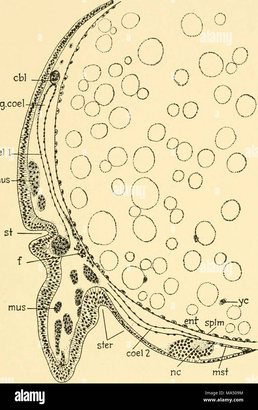 . Embryology of insects and myriapods; the developmental history of ...