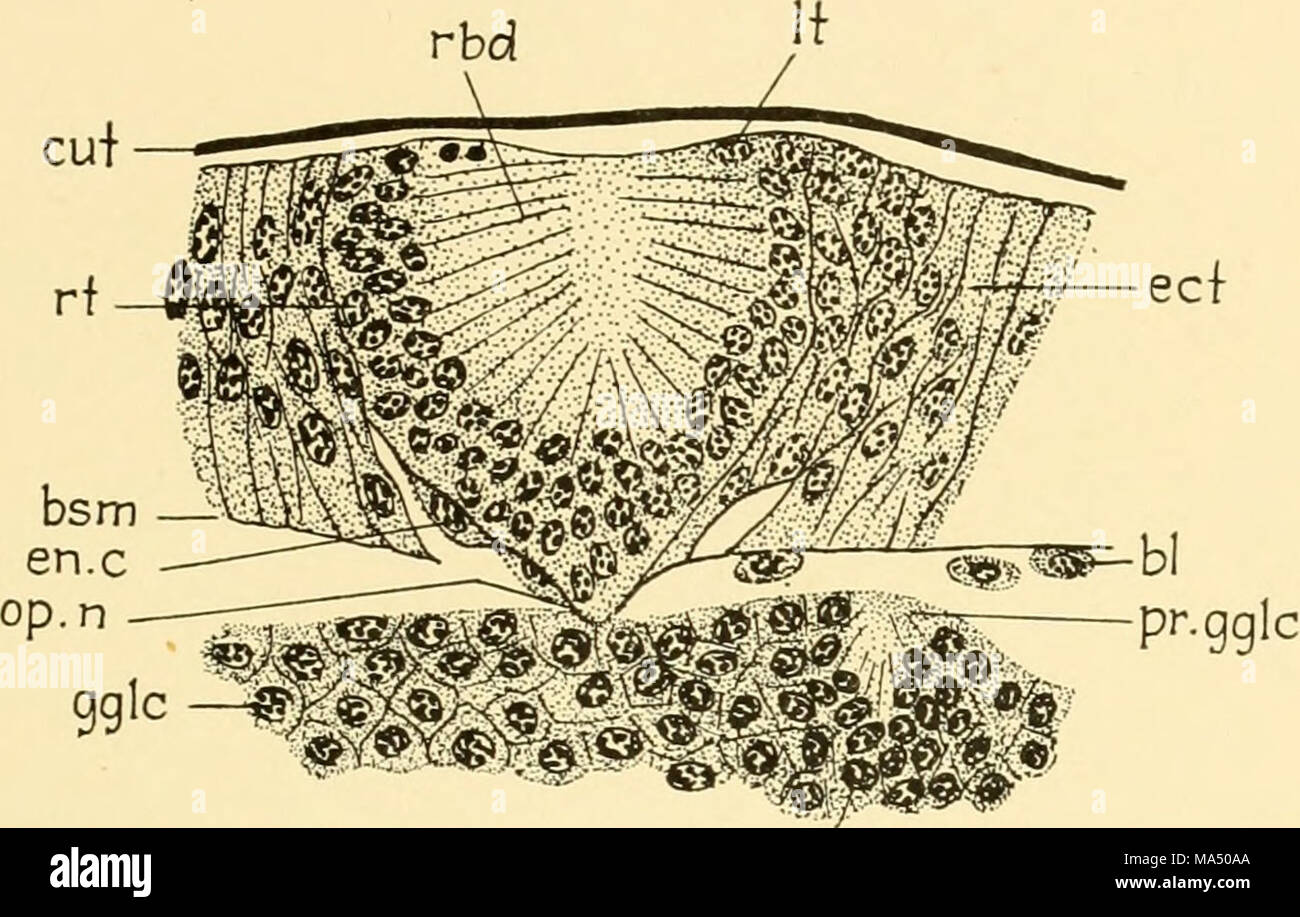 . Embryology of insects and myriapods; the developmental history of ...