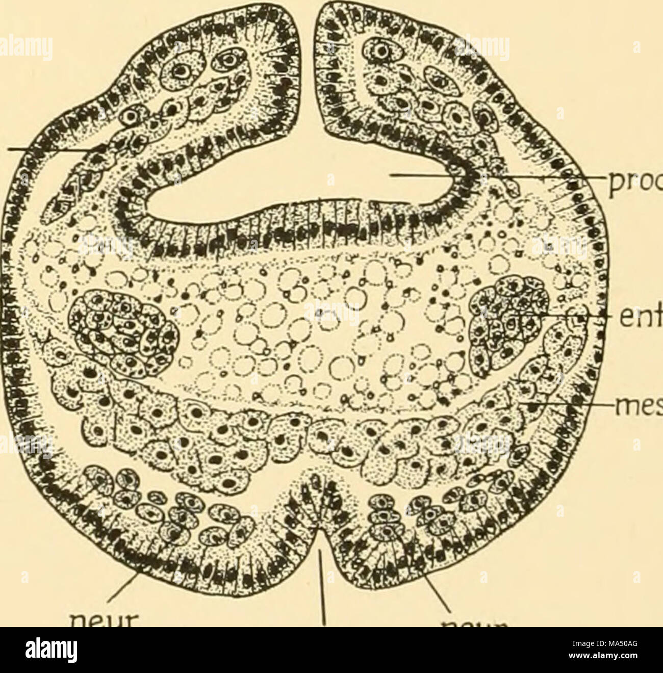 . Embryology of insects and myriapods; the developmental history of ...
