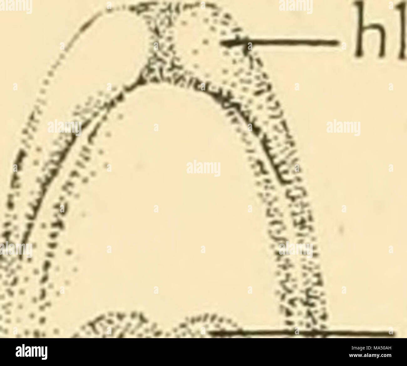 . Embryology of insects and myriapods; the developmental history of ...