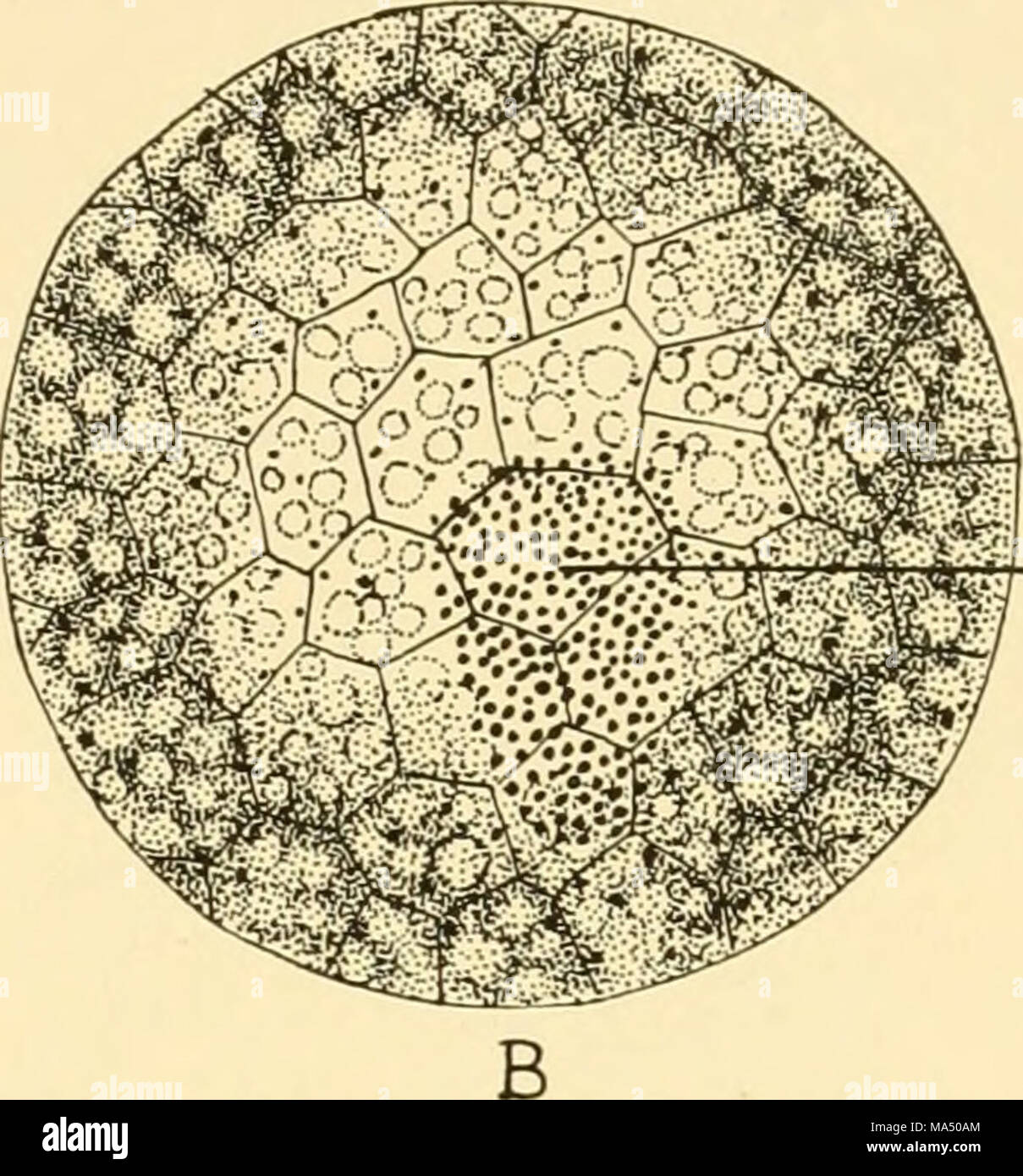 . Embryology of insects and myriapods; the developmental history of ...