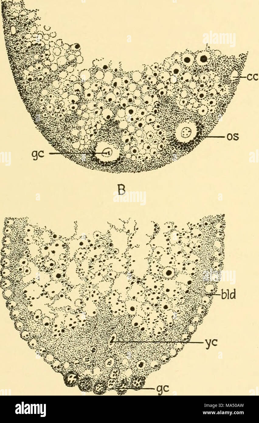 . Embryology of insects and myriapods; the developmental history of ...