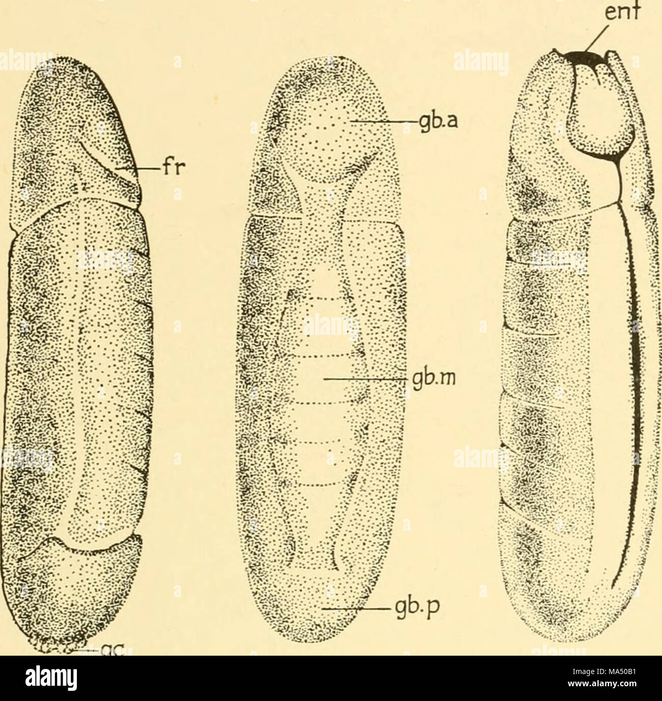 . Embryology of insects and myriapods; the developmental history of ...