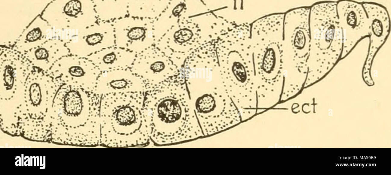 . Embryology of insects and myriapods; the developmental history of ...
