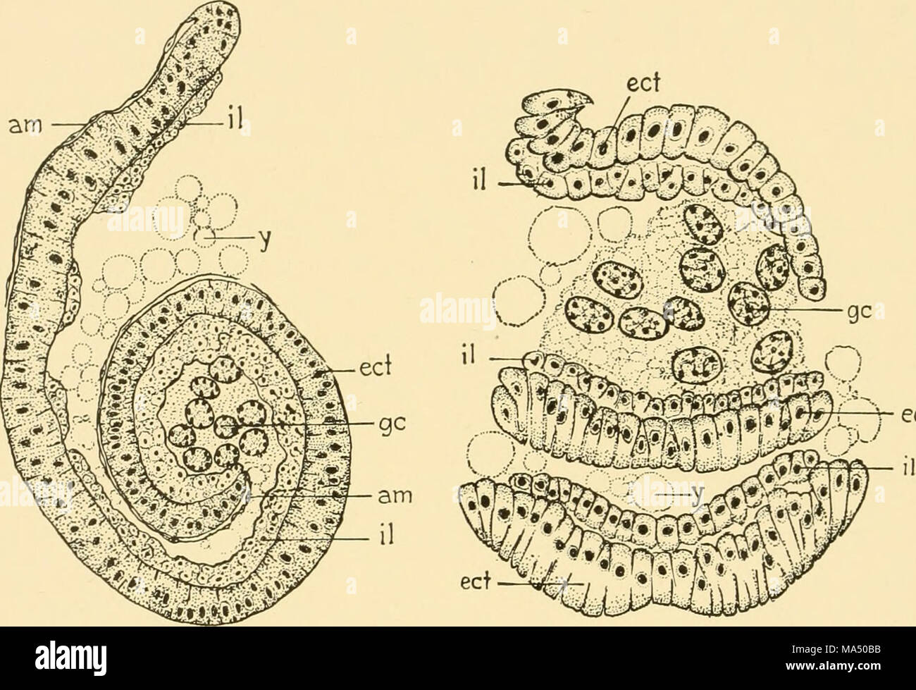 . Embryology of insects and myriapods; the developmental history of ...