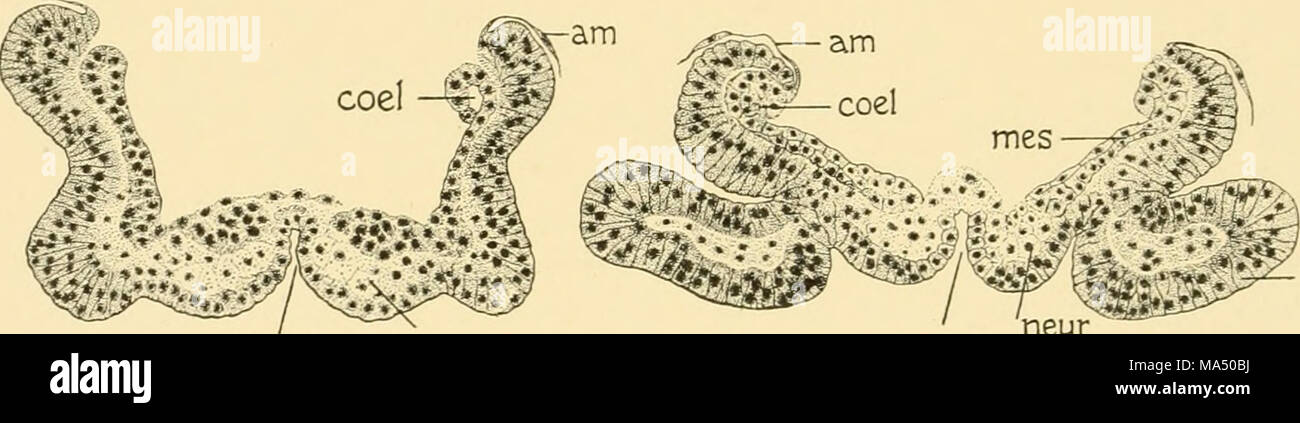 . Embryology of insects and myriapods; the developmental history of ...