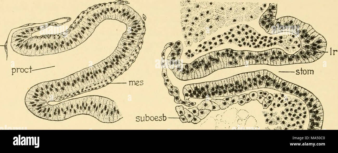 . Embryology of insects and myriapods; the developmental history of ...