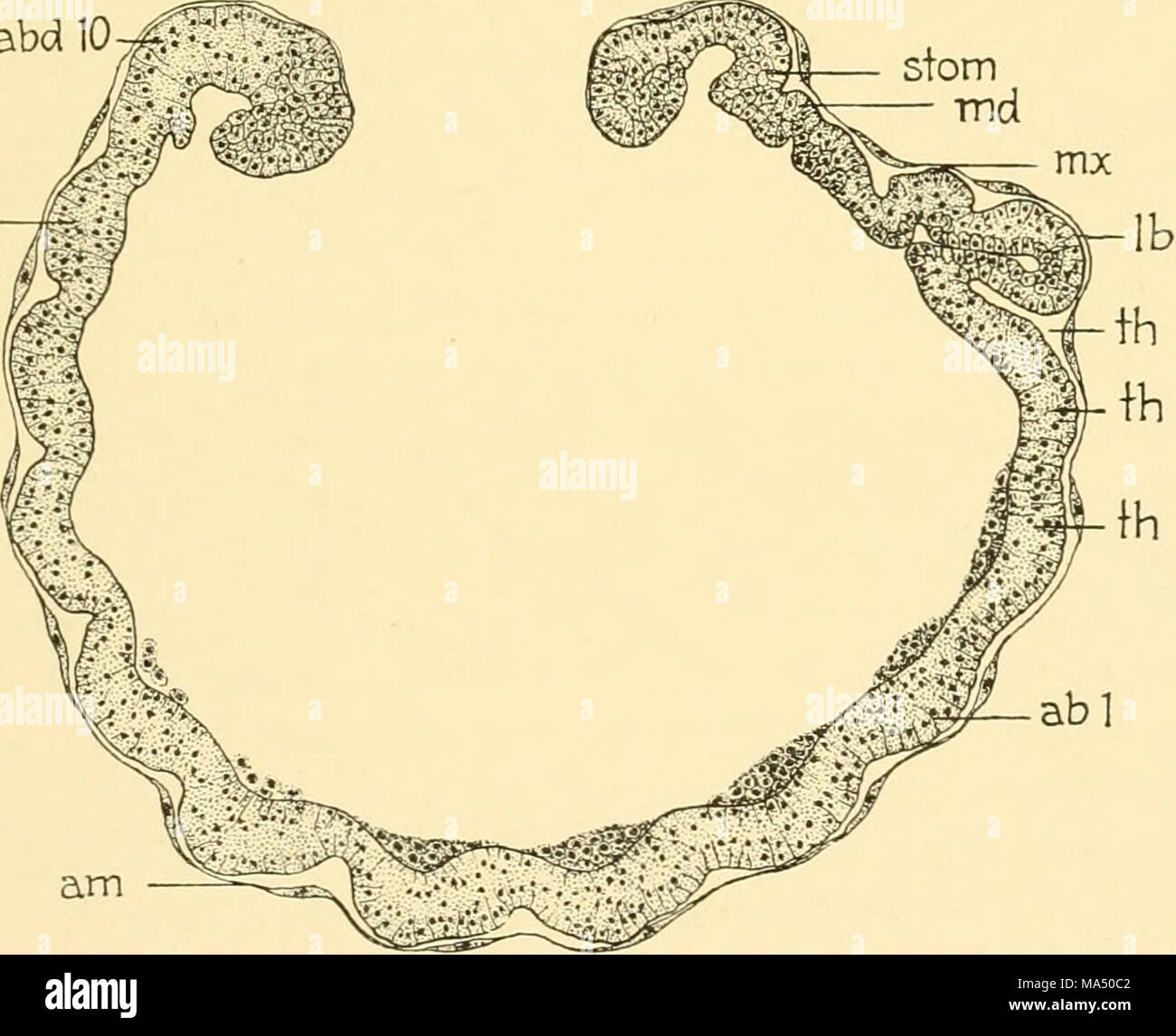 . Embryology of insects and myriapods; the developmental history of ...