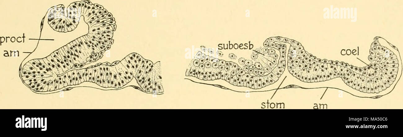 . Embryology of insects and myriapods; the developmental history of ...