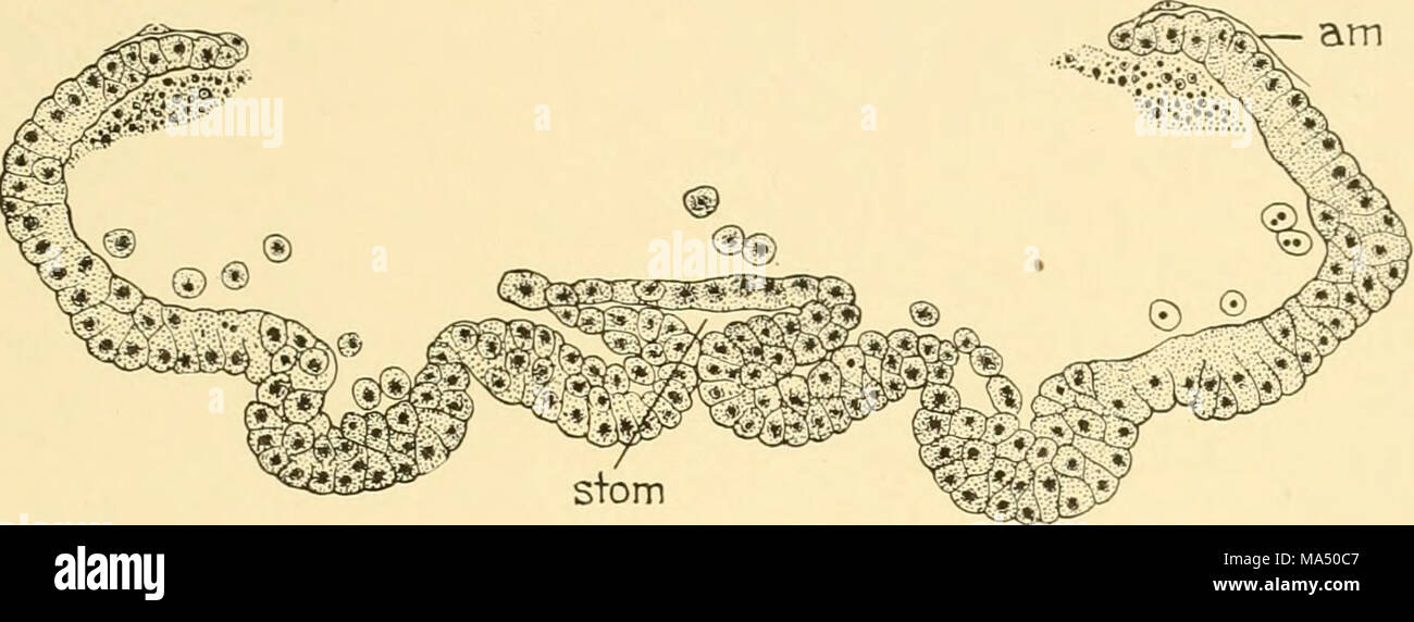 . Embryology of insects and myriapods; the developmental history of ...