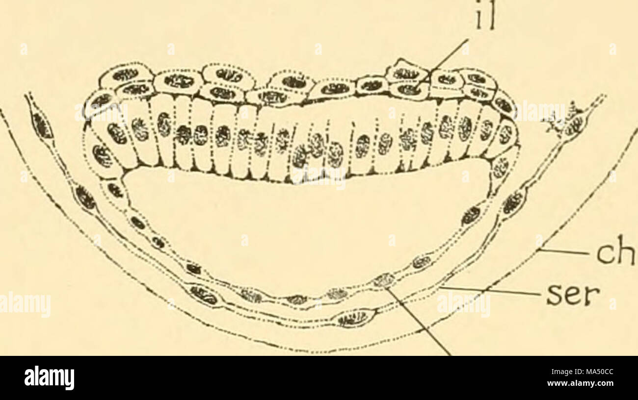 . Embryology of insects and myriapods; the developmental history of ...