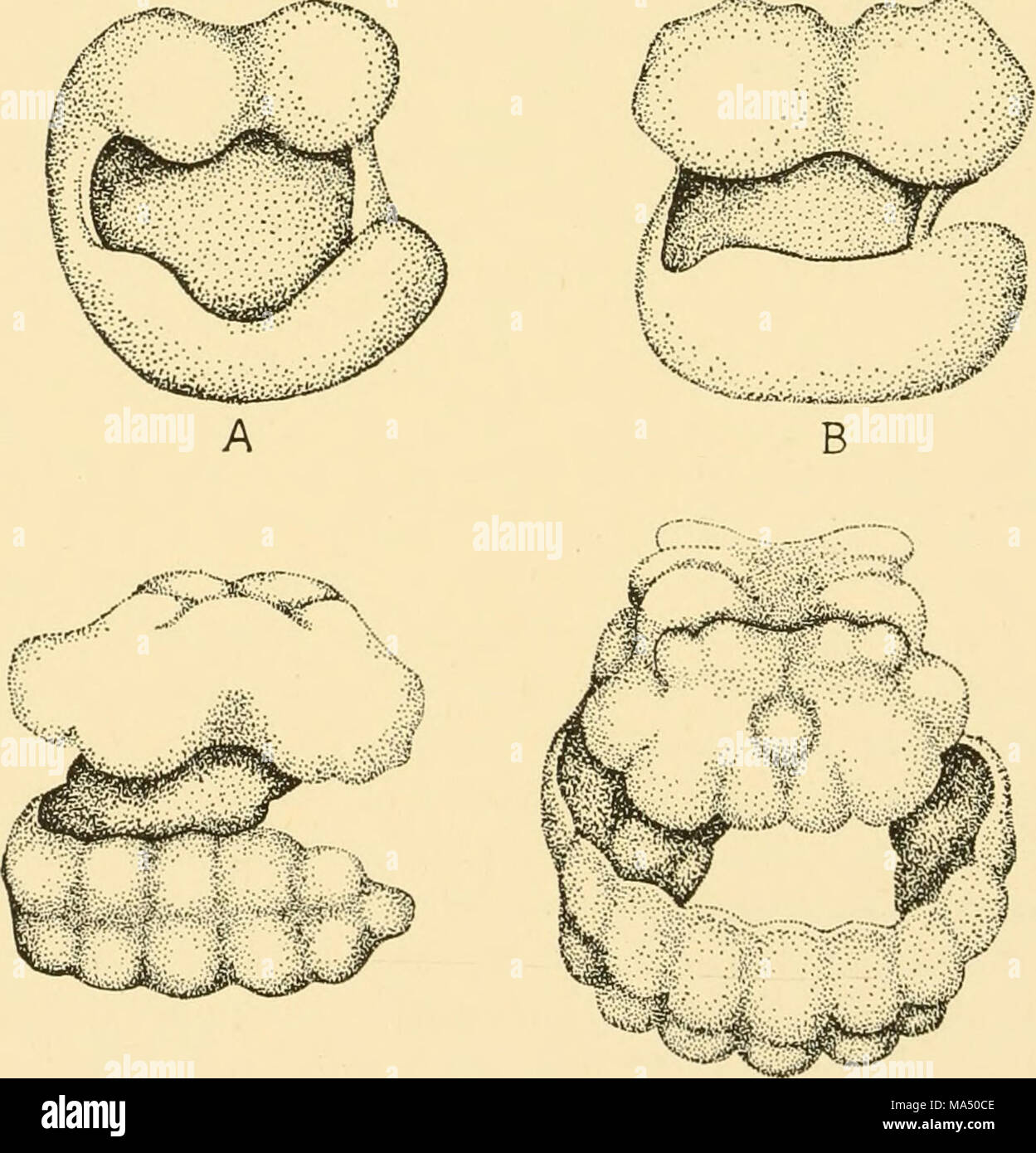 . Embryology of insects and myriapods; the developmental history of ...
