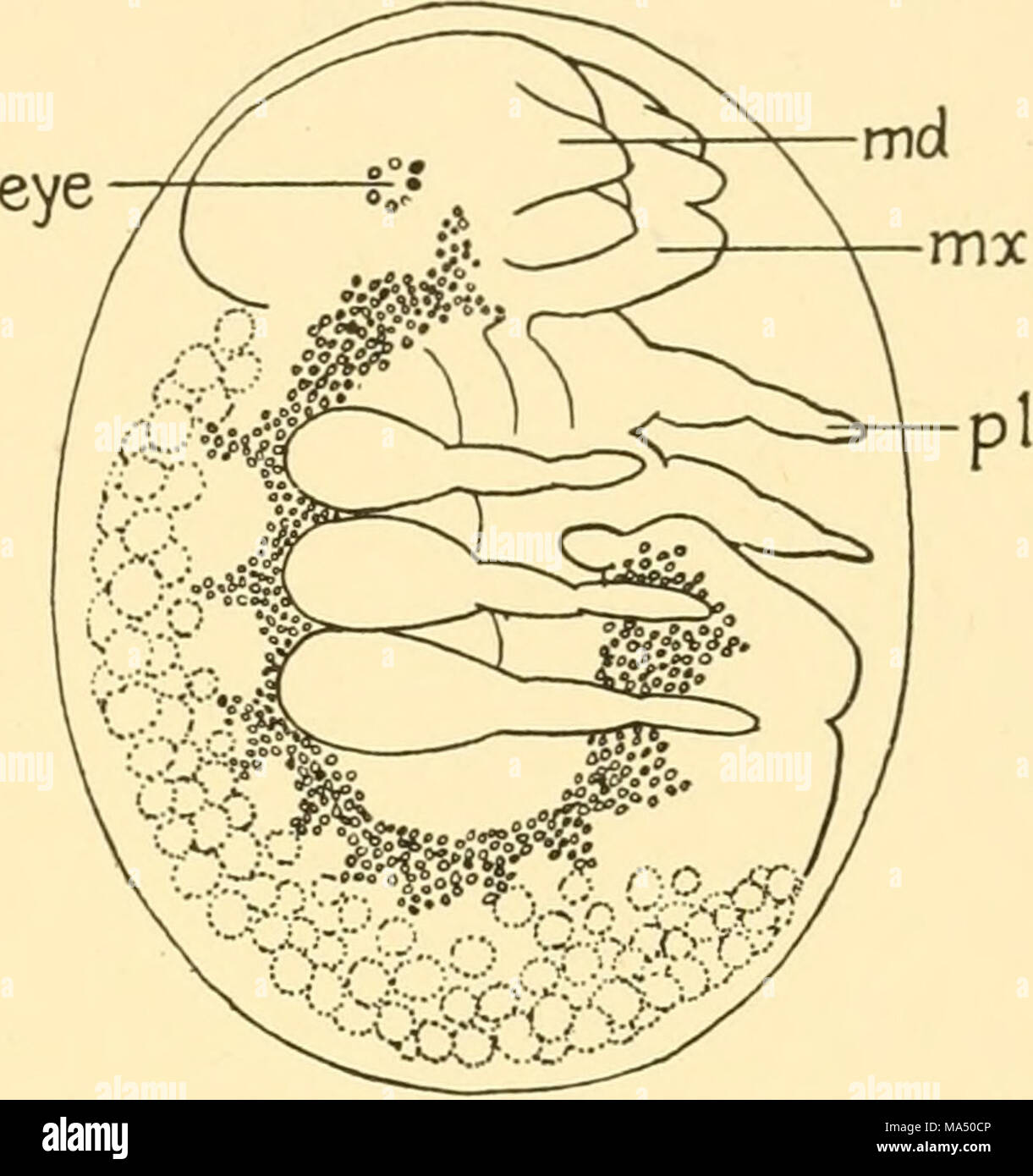 . Embryology of insects and myriapods; the developmental history of ...