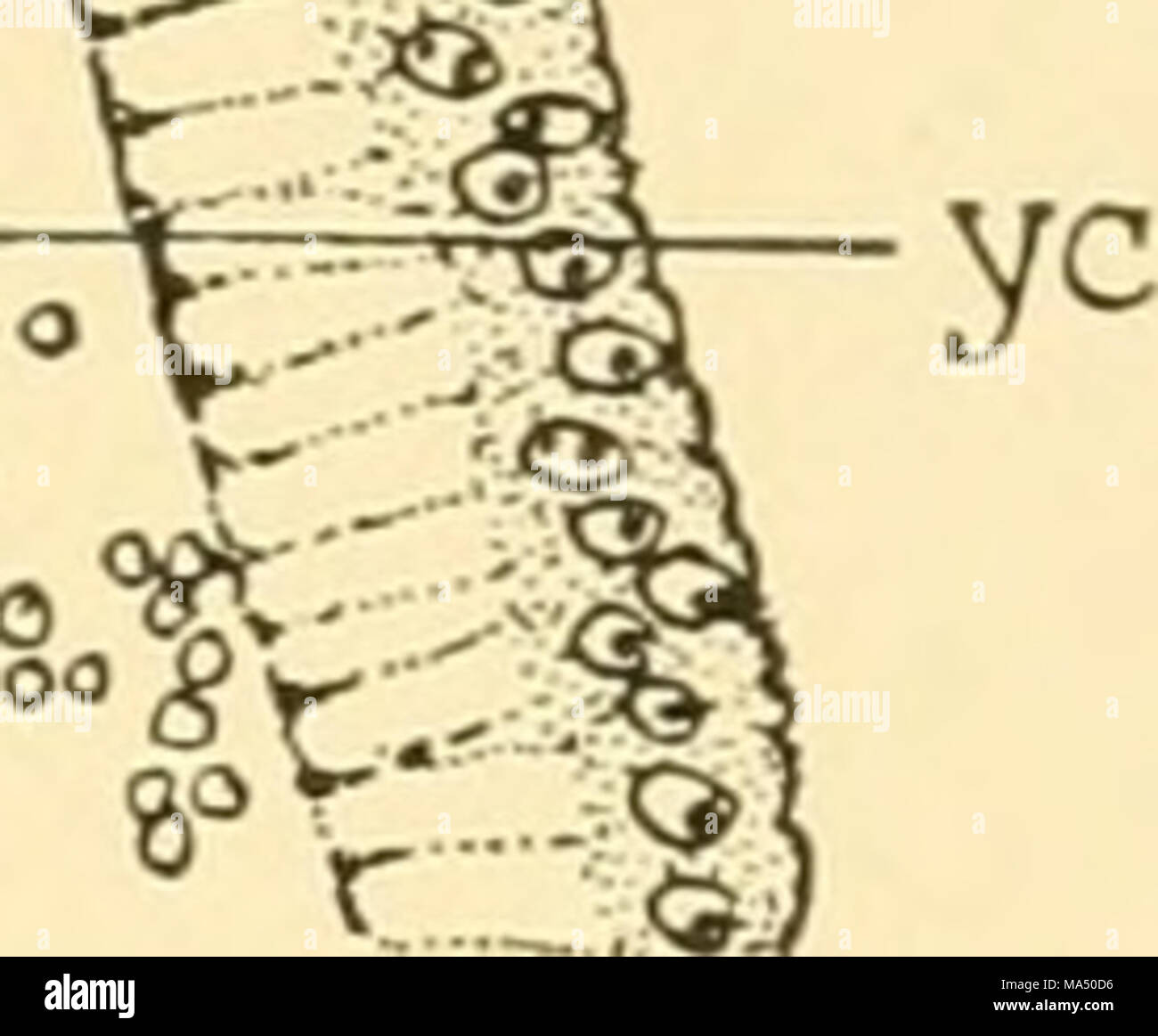 . Embryology of insects and myriapods; the developmental history of ...