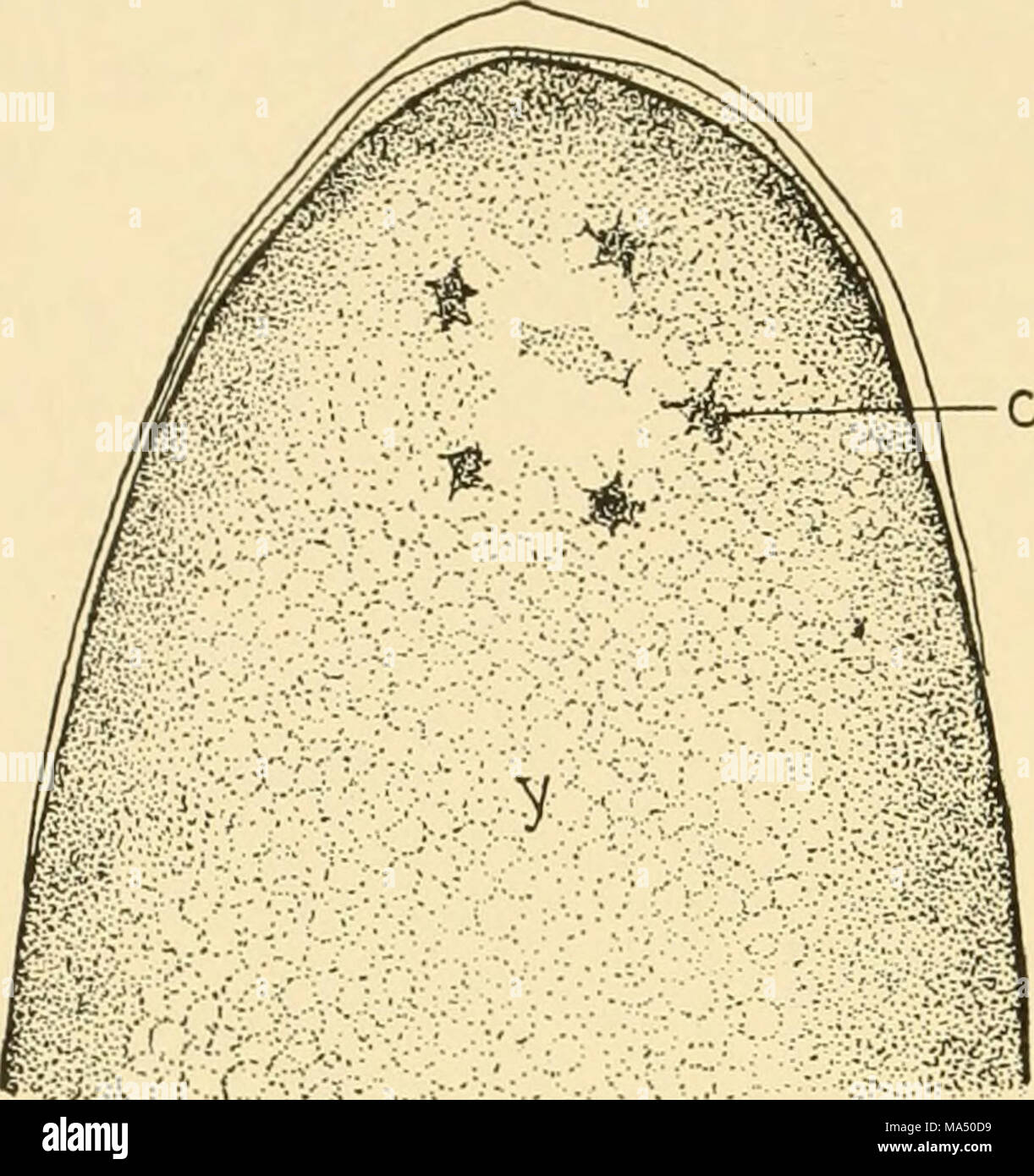 . Embryology of insects and myriapods; the developmental history of ...