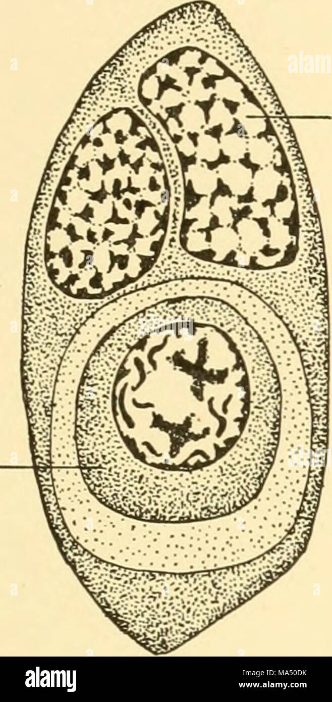 . Embryology of insects and myriapods; the developmental history of ...