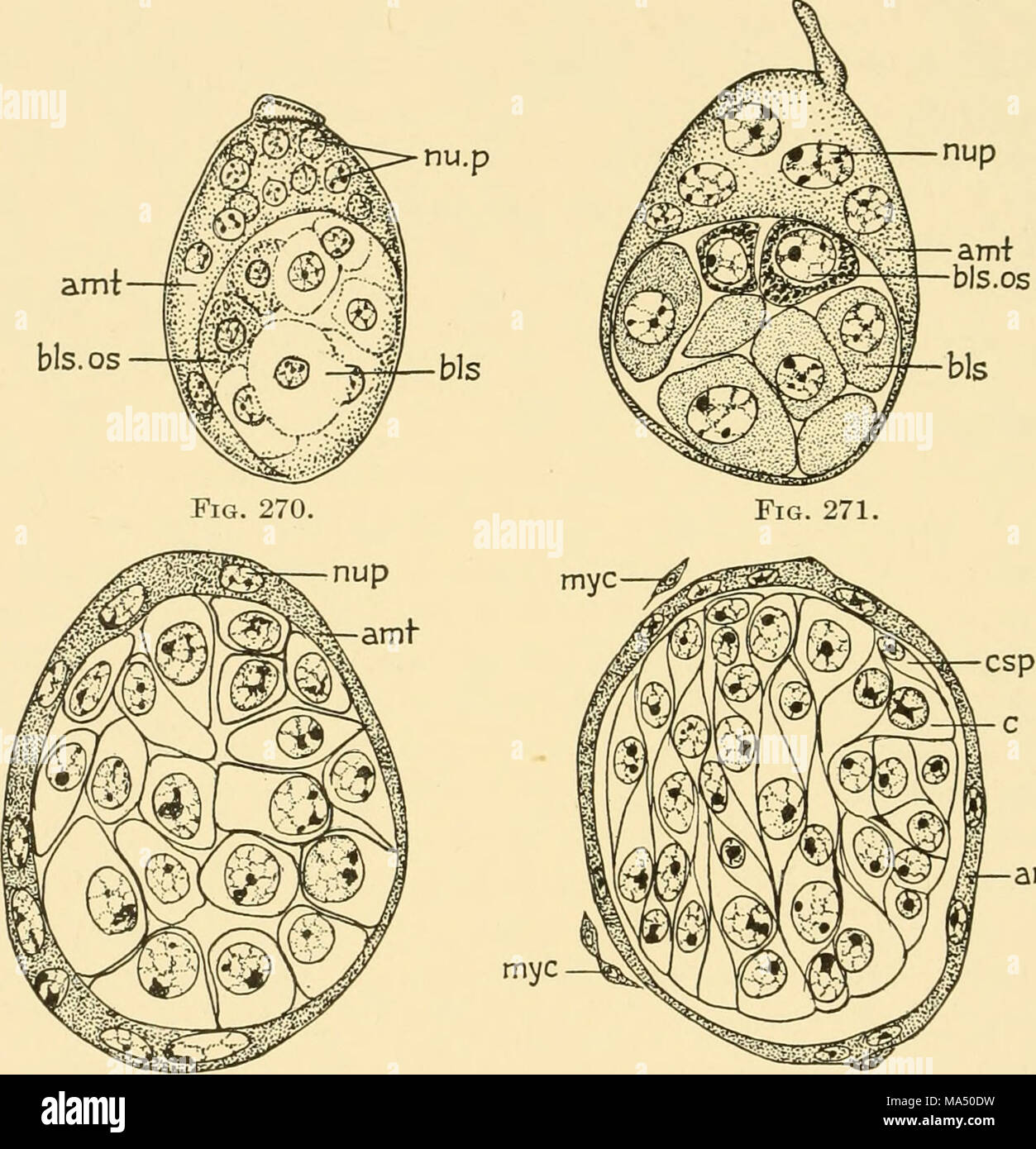 . Embryology of insects and myriapods; the developmental history of ...