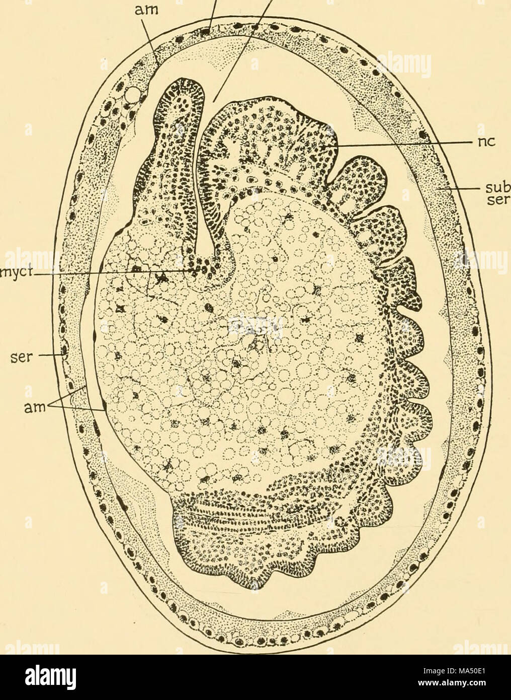 . Embryology of insects and myriapods; the developmental history of ...