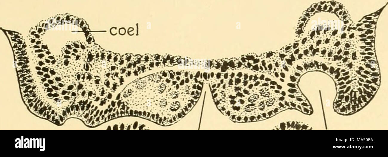 . Embryology of insects and myriapods; the developmental history of ...