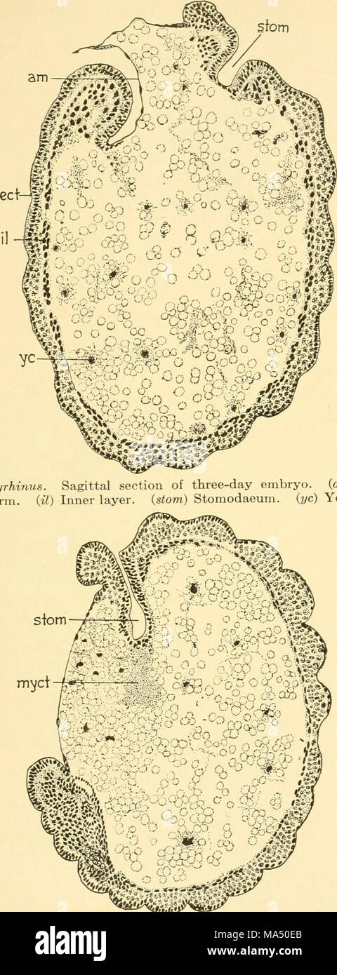 . Embryology of insects and myriapods; the developmental history of ...
