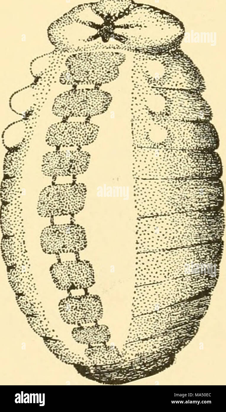 . Embryology of insects and myriapods; the developmental history of ...