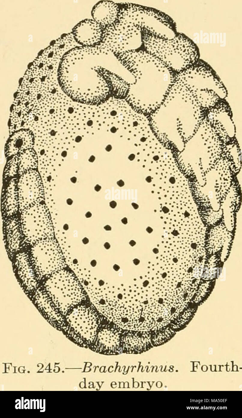 . Embryology of insects and myriapods; the developmental history of ...