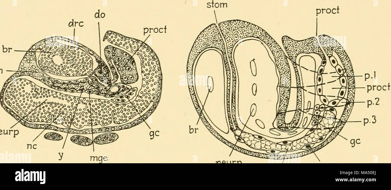 . Embryology of insects and myriapods; the developmental history of ...