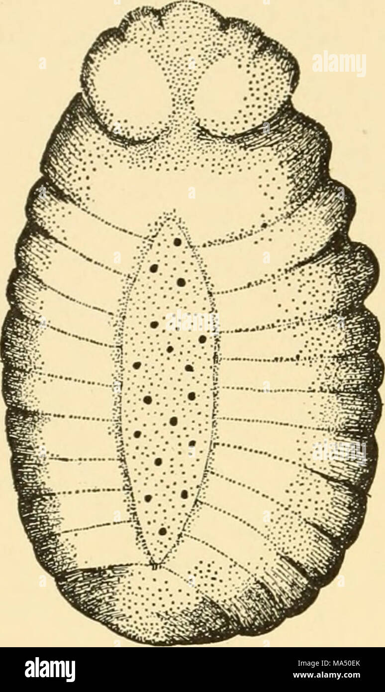 . Embryology of insects and myriapods; the developmental history of ...