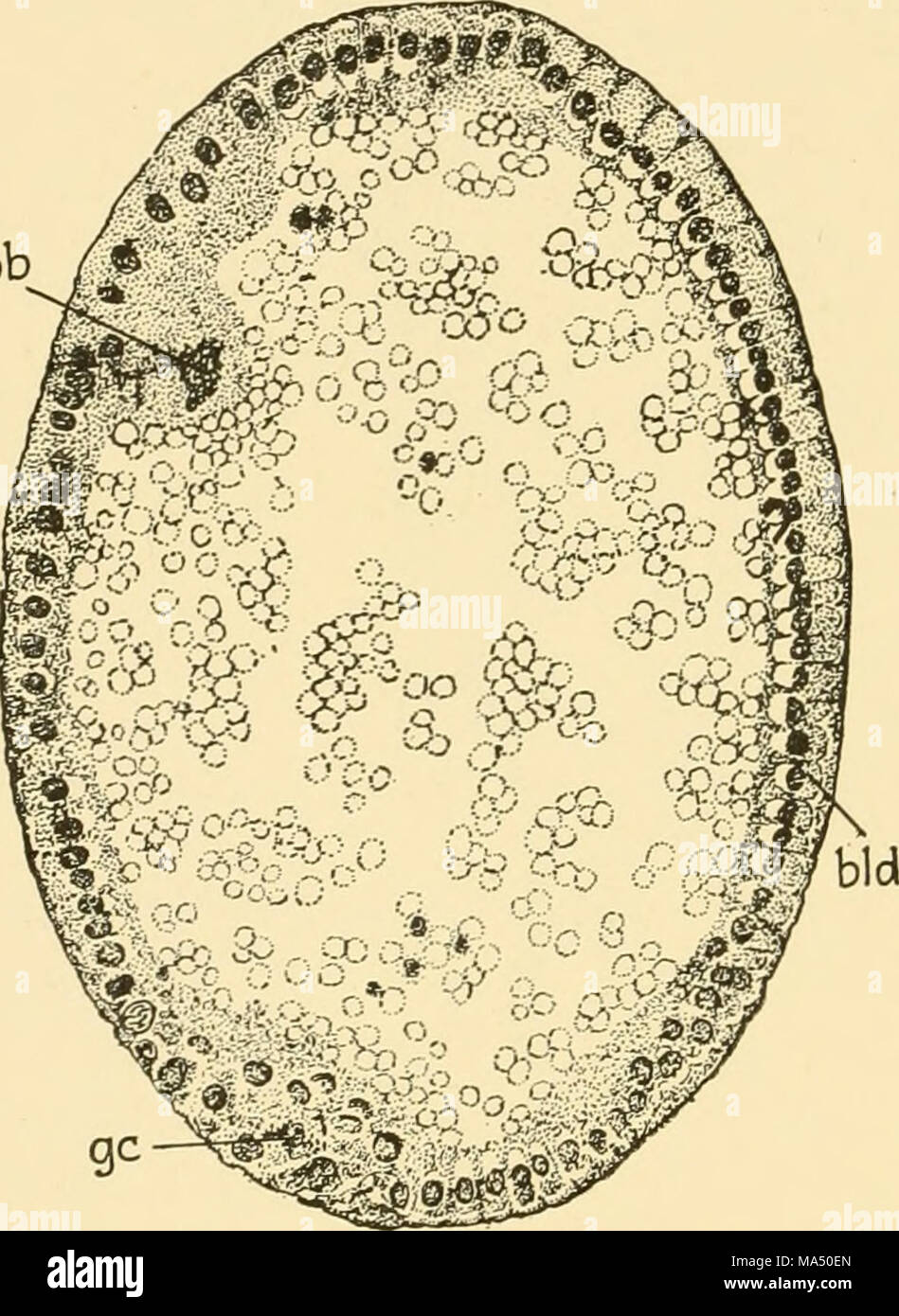 . Embryology of insects and myriapods; the developmental history of ...