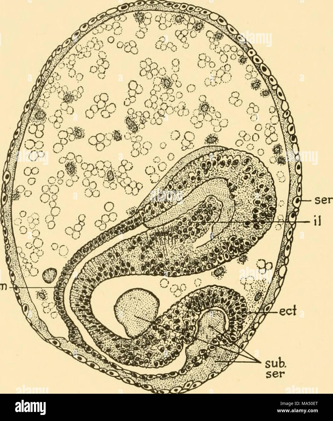 . Embryology of insects and myriapods; the developmental history of ...
