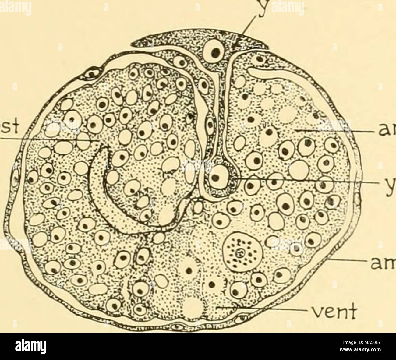 . Embryology of insects and myriapods; the developmental history of ...