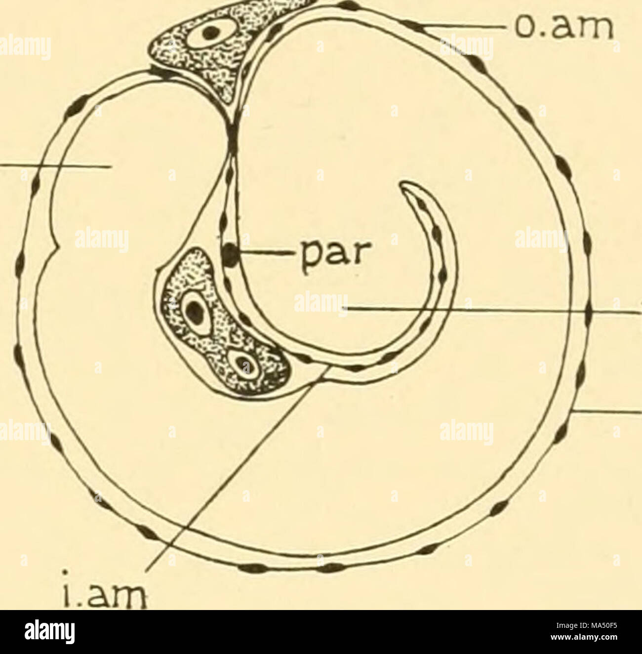 . Embryology of insects and myriapods; the developmental history of ...