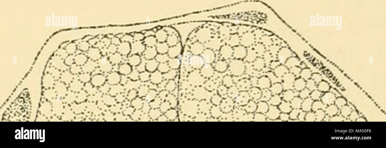 . Embryology of insects and myriapods; the developmental history of ...