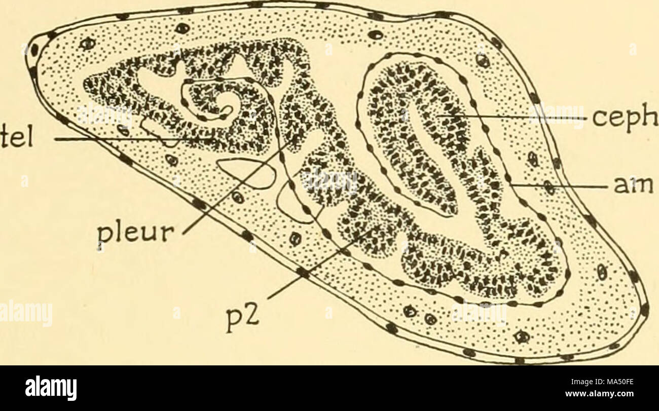 . Embryology of insects and myriapods; the developmental history of ...
