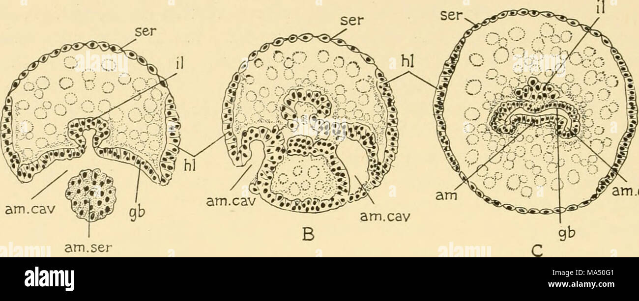 . Embryology of insects and myriapods; the developmental history of ...