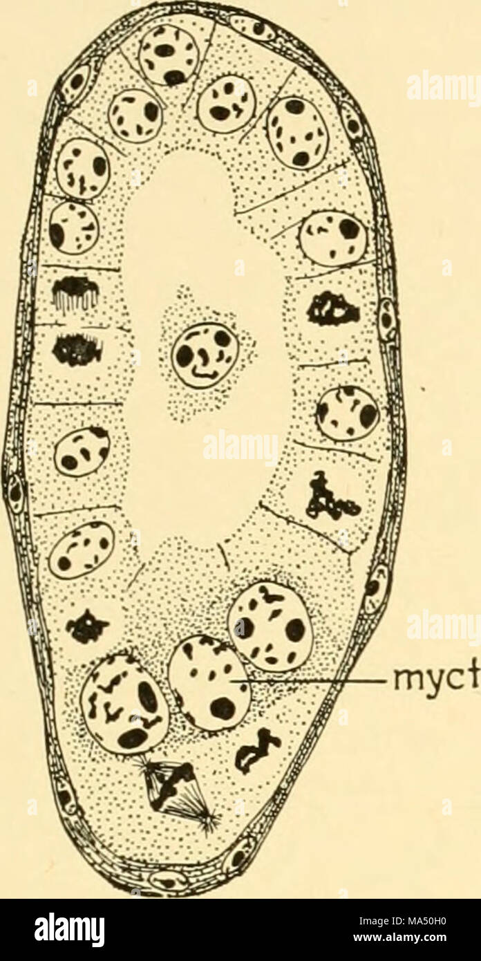 . Embryology of insects and myriapods; the developmental history of ...