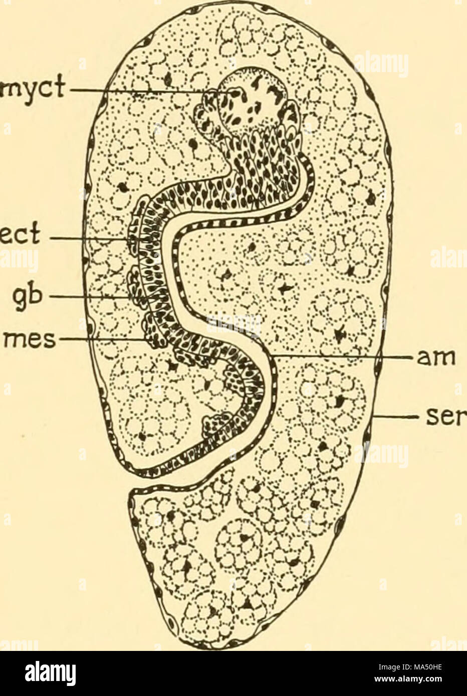 . Embryology of insects and myriapods; the developmental history of ...
