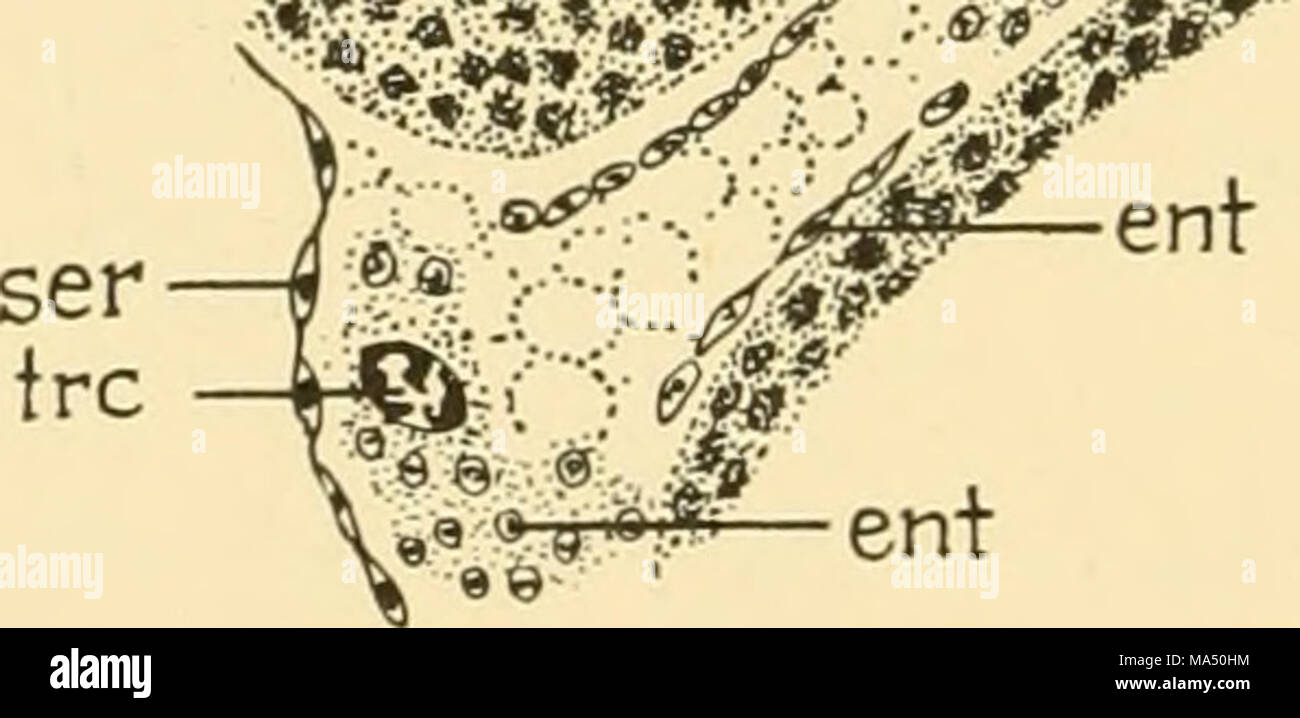 . Embryology of insects and myriapods; the developmental history of ...