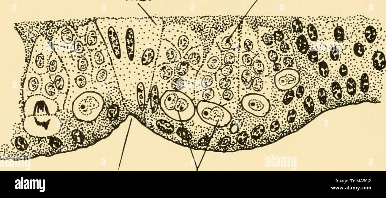 . Embryology of insects and myriapods; the developmental history of ...