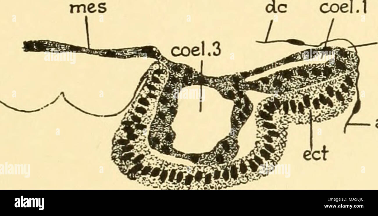 . Embryology of insects and myriapods; the developmental history of ...