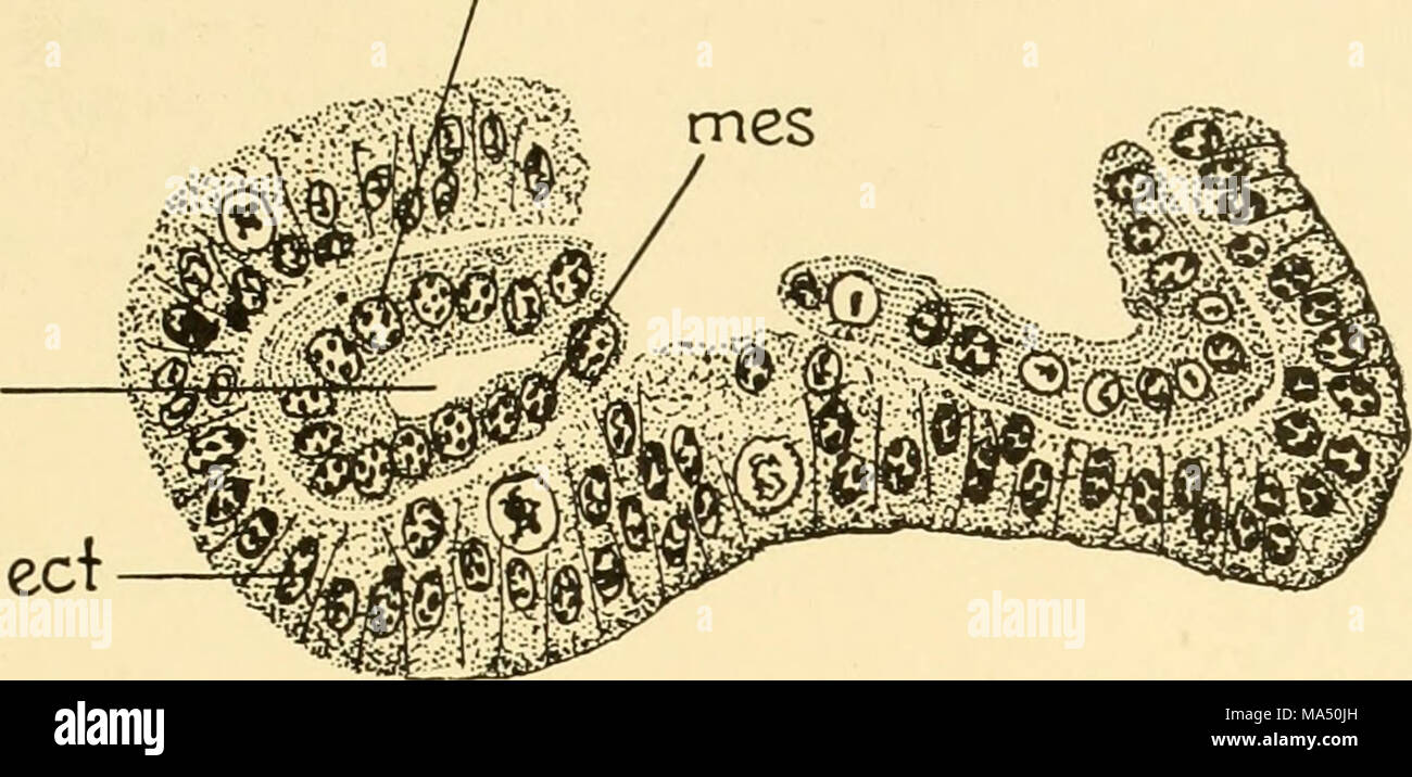 . Embryology of insects and myriapods; the developmental history of ...