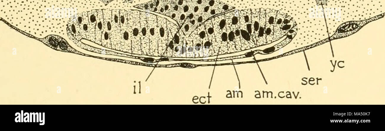 . Embryology of insects and myriapods; the developmental history of ...