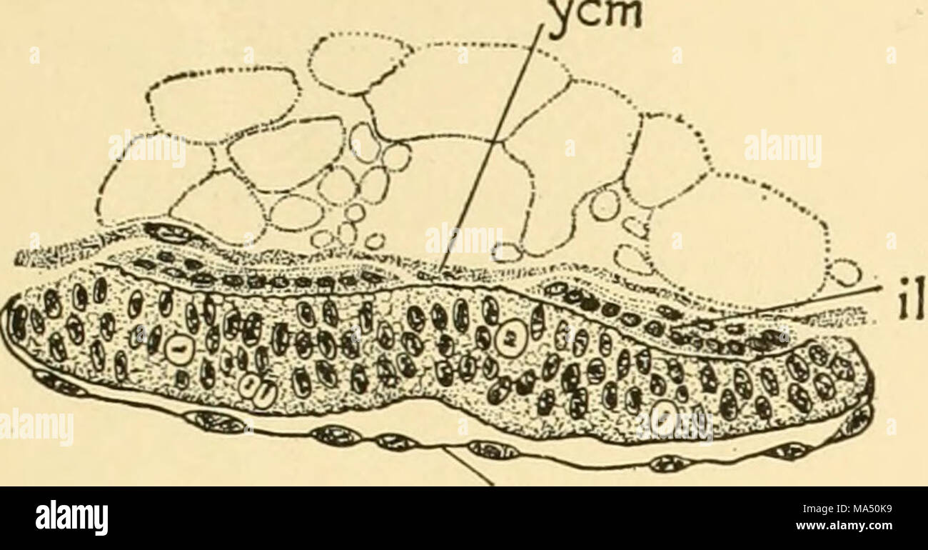 . Embryology of insects and myriapods; the developmental history of ...