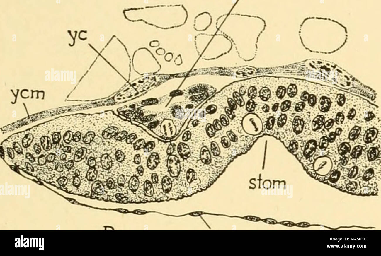 . Embryology of insects and myriapods; the developmental history of ...